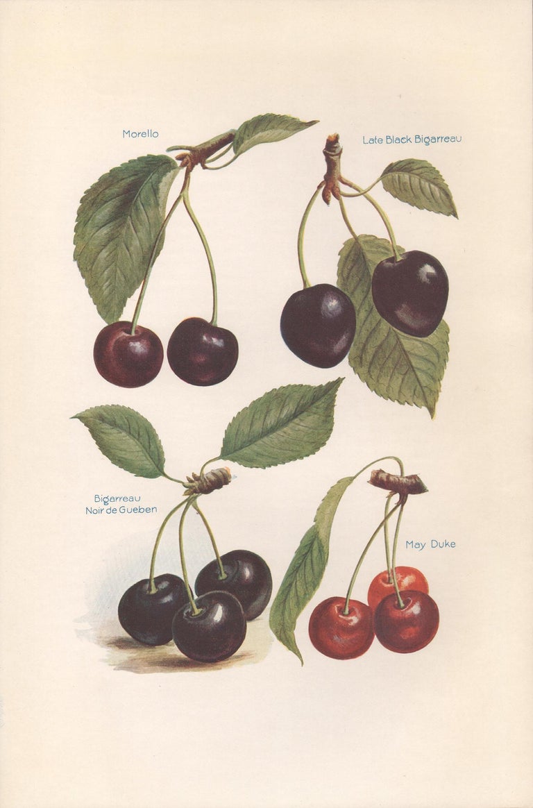 Cherries, English antique botanical fruit food chromolithograph print ...