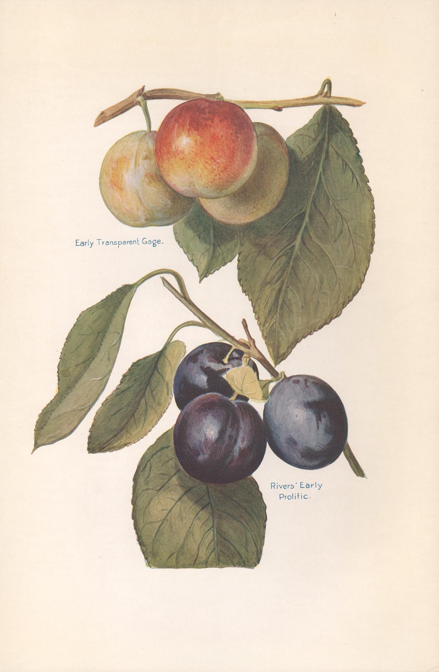 Currants, English antique botanical fruit food chromolithograph print ...