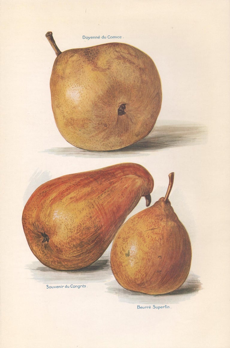 Pears, English antique botanical fruit food chromolithograph print ...
