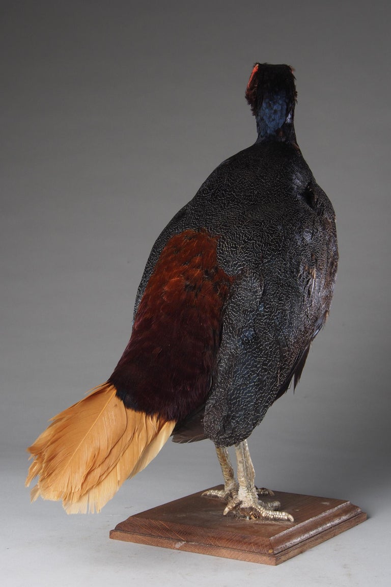 Maylayan Crestless Fireback 'lophura erythrophthalma', NL For Sale at ...