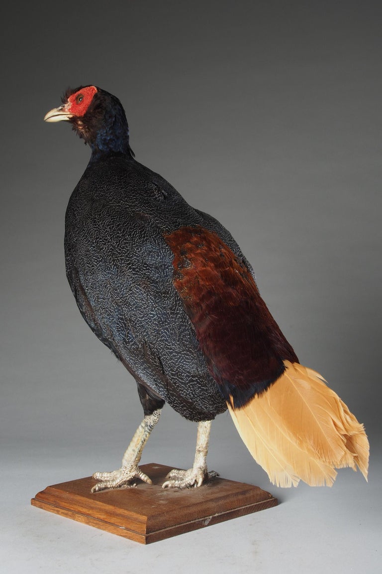 Maylayan Crestless Fireback 'lophura erythrophthalma', NL For Sale at ...