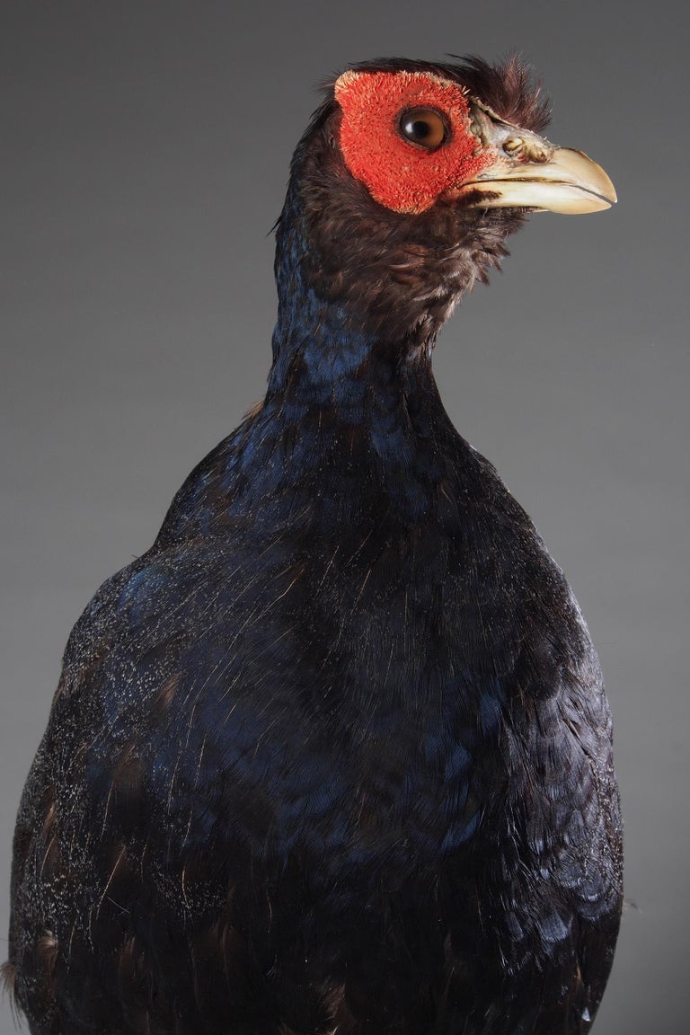 Maylayan Crestless Fireback 'lophura erythrophthalma', NL For Sale at ...