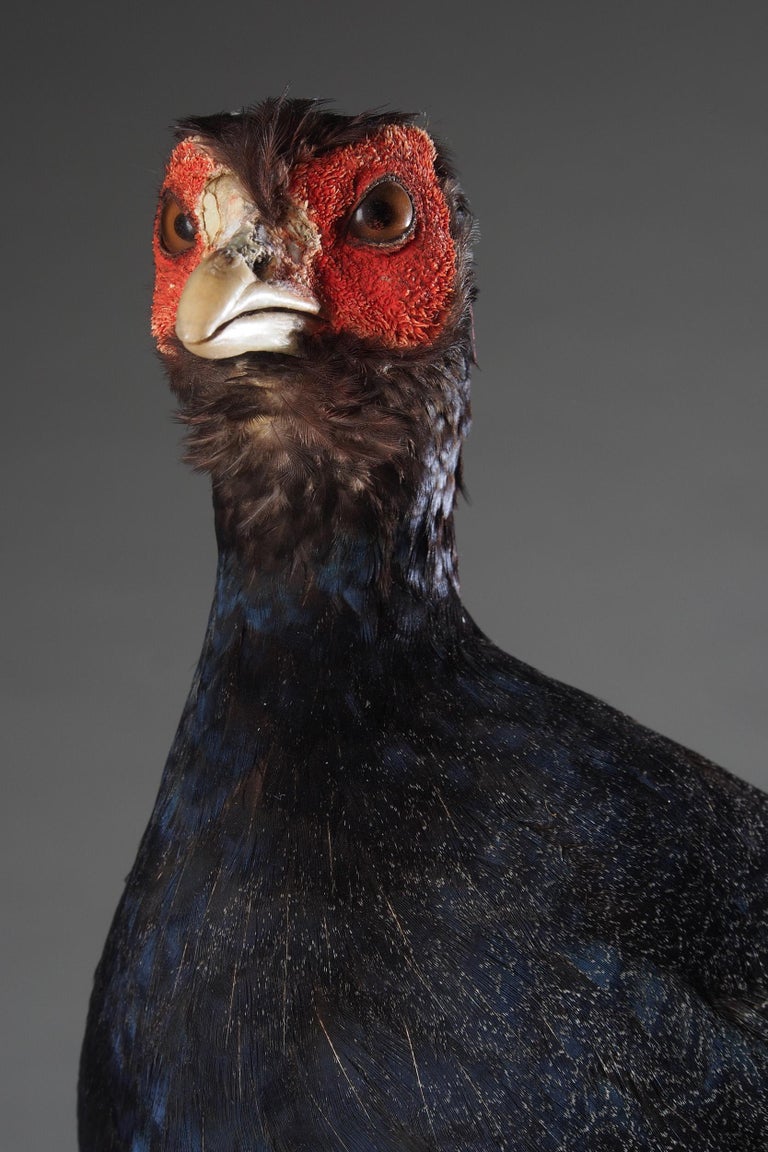 Maylayan Crestless Fireback „lophura erythrophthalma“, NL im Angebot ...