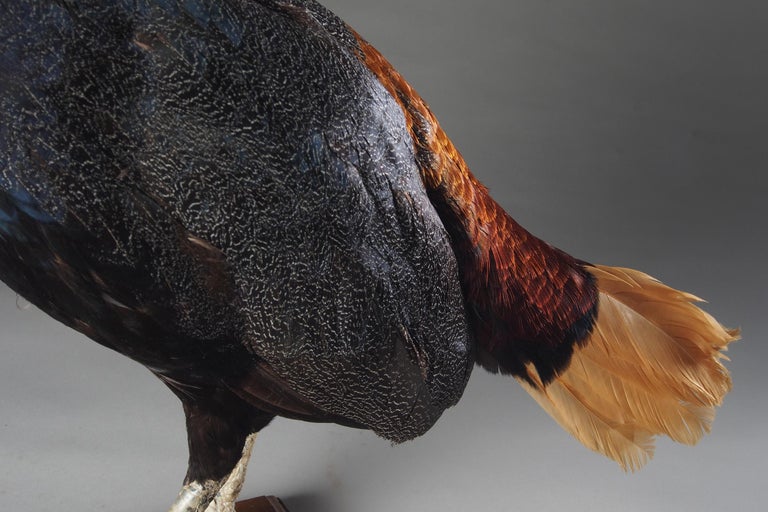 Maylayan Crestless Fireback 'lophura erythrophthalma', NL For Sale at ...