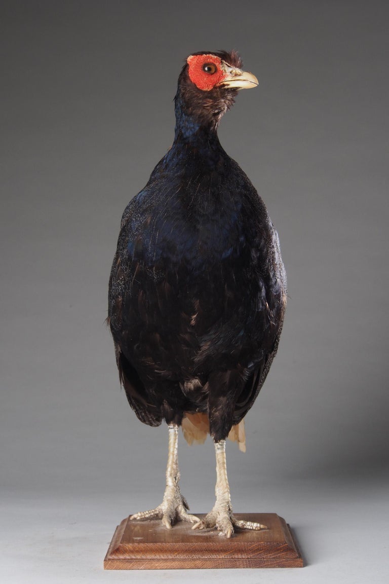 Maylayan Crestless Fireback 'lophura erythrophthalma', NL For Sale at ...