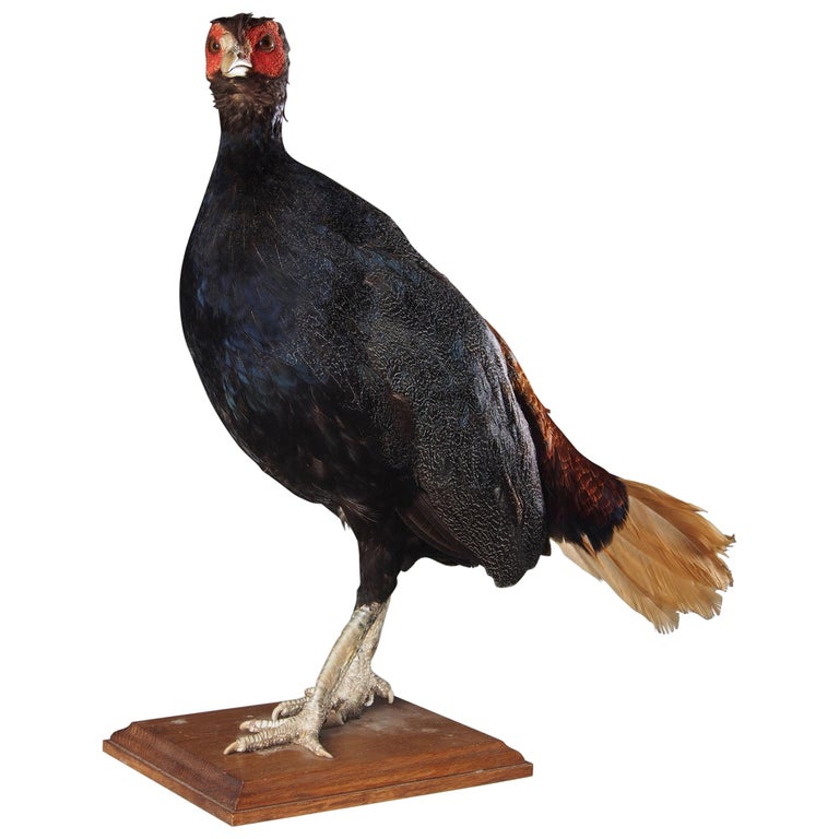 Maylayan Crestless Fireback 'lophura erythrophthalma', NL For Sale at ...