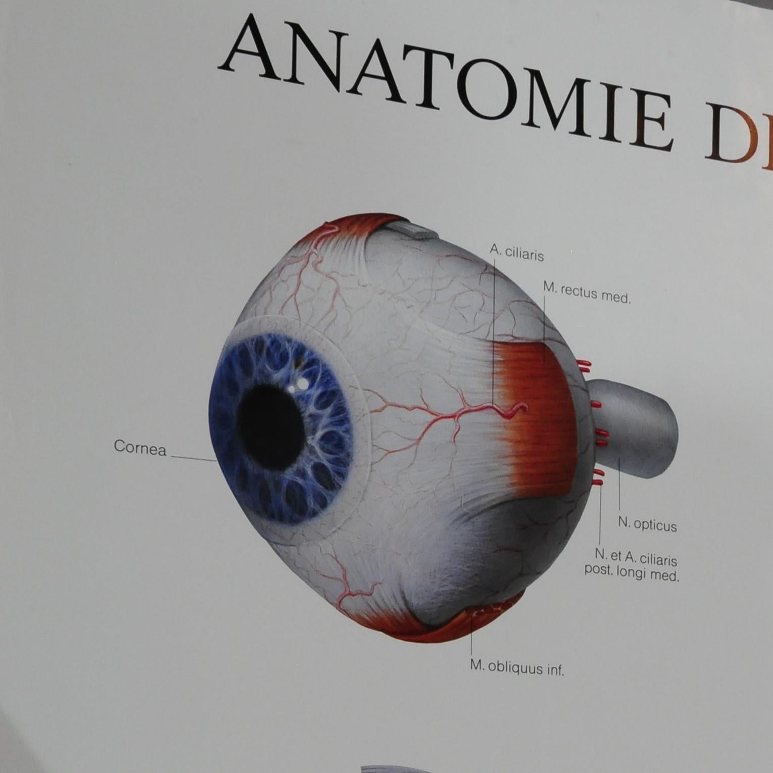 Medical Poster Print Wall Chart Human Eye Science For Sale at 1stDibs ...