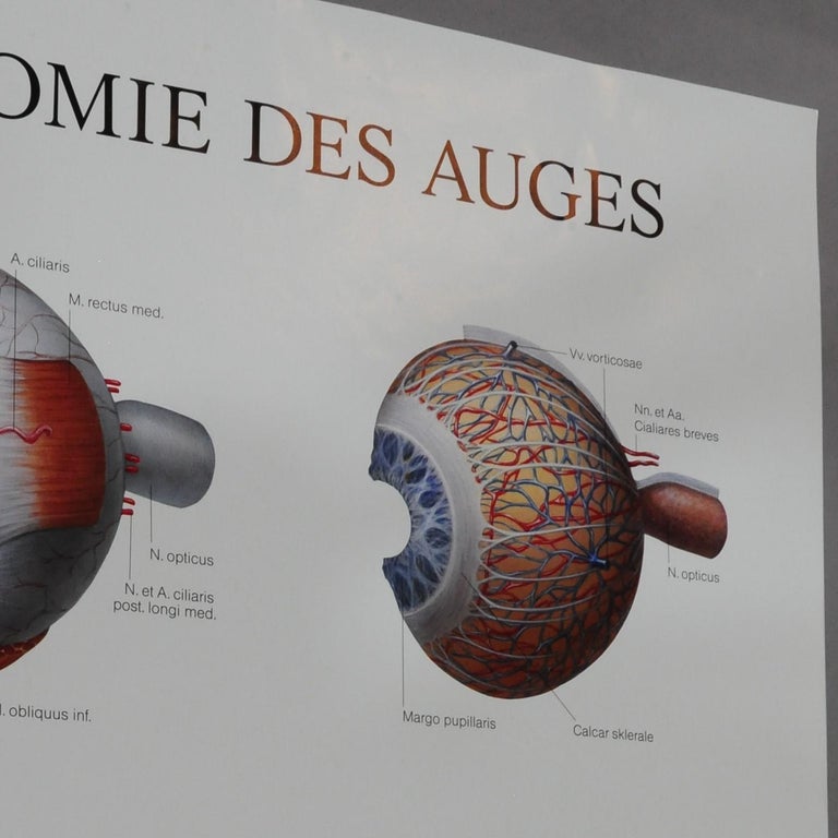 Medical Poster Print Wall Chart Human Eye Science For Sale at 1stDibs