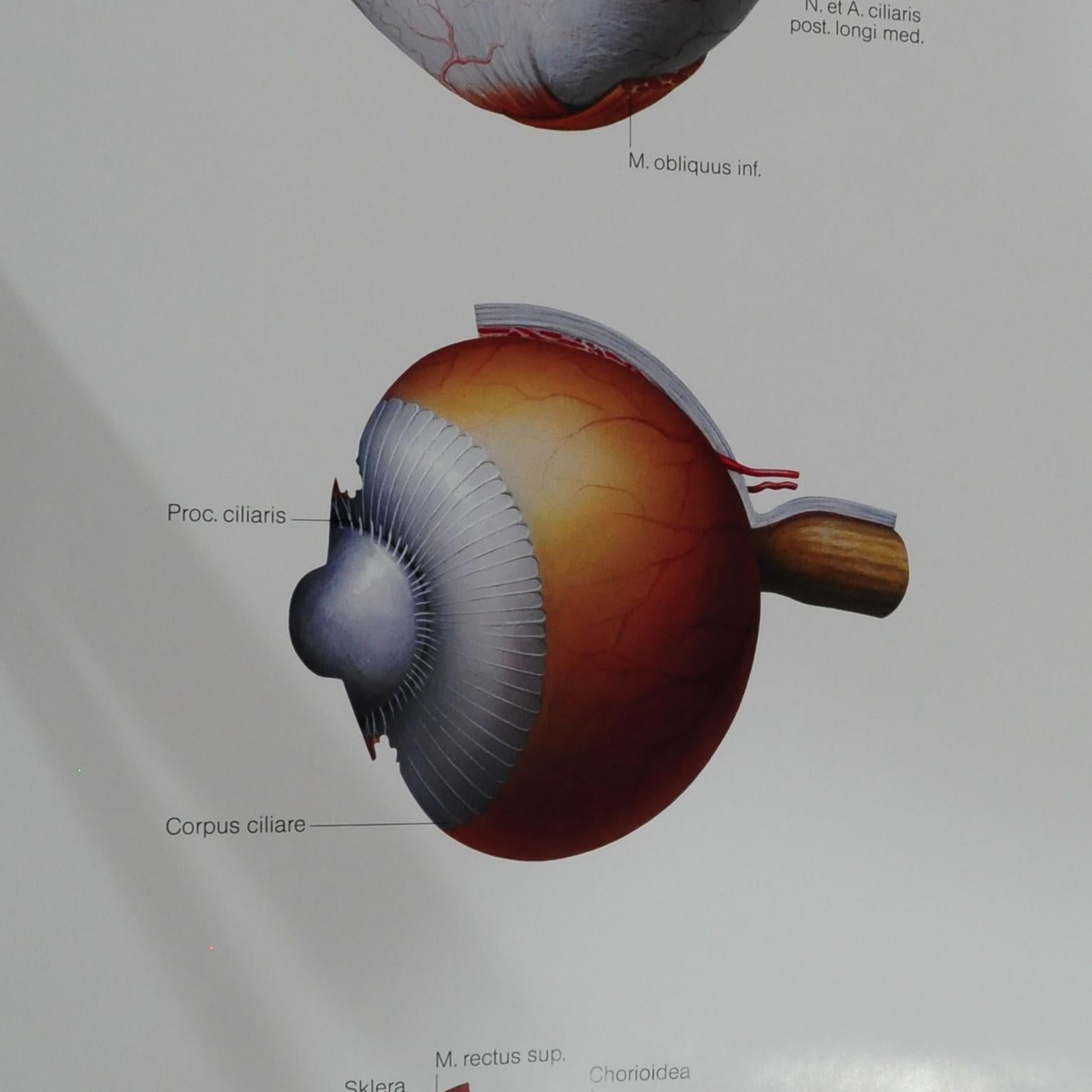 Medical Poster Print Wall Chart Human Eye Science For Sale at 1stDibs ...