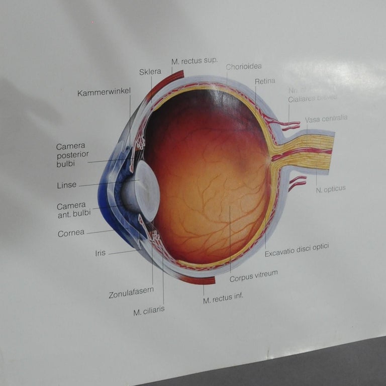 Medical Poster Print Wall Chart Human Eye Science For Sale at 1stDibs