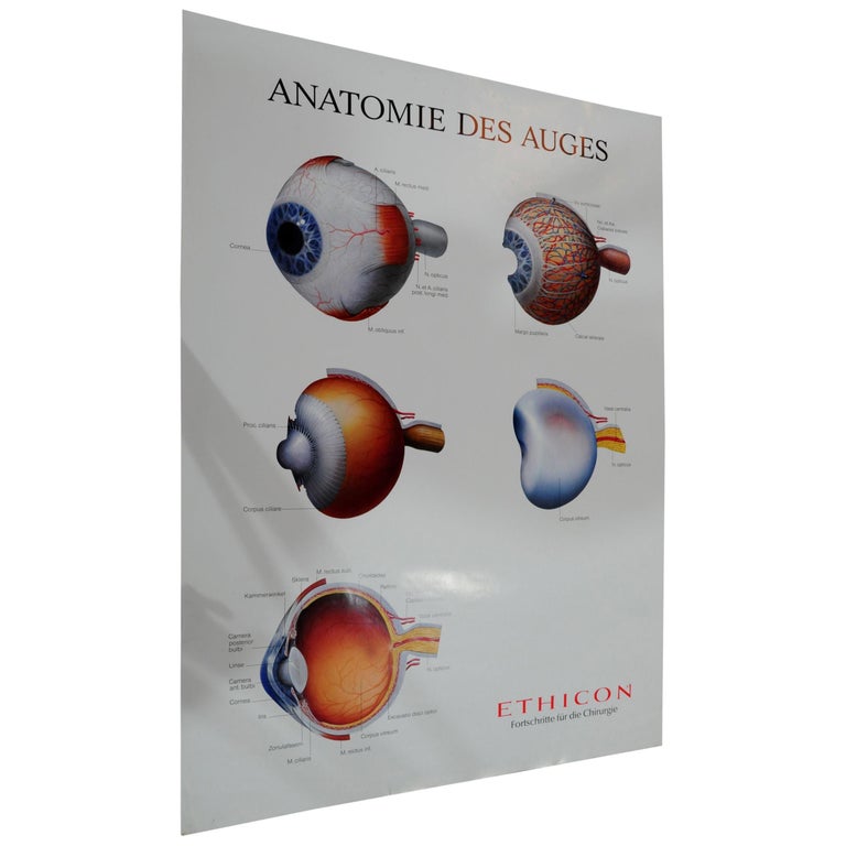 Medical Poster Print Wall Chart Human Eye Science For Sale at 1stDibs