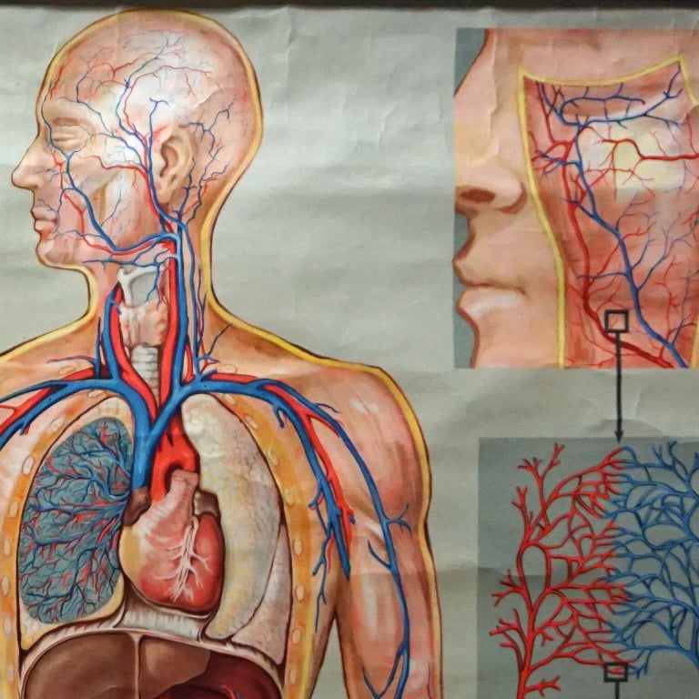Medical Poster Vintage Rollable Wall Chart Respiration Blood ...