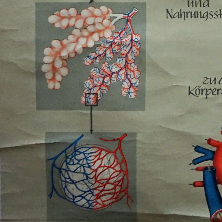 Medical Poster Vintage Rollable Wall Chart Respiration Blood ...