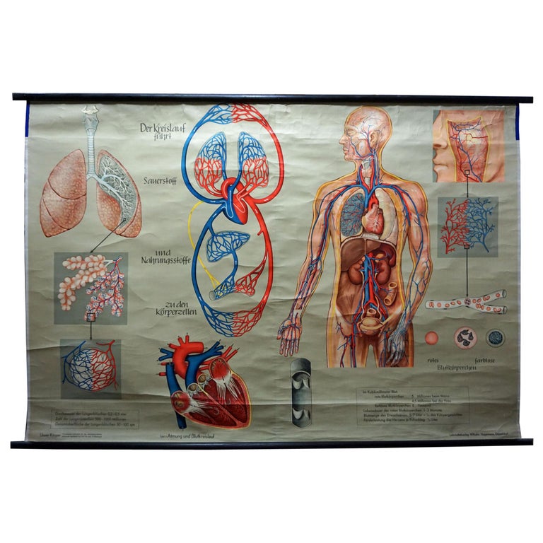 Medical Poster Vintage Rollable Wall Chart Respiration Blood ...