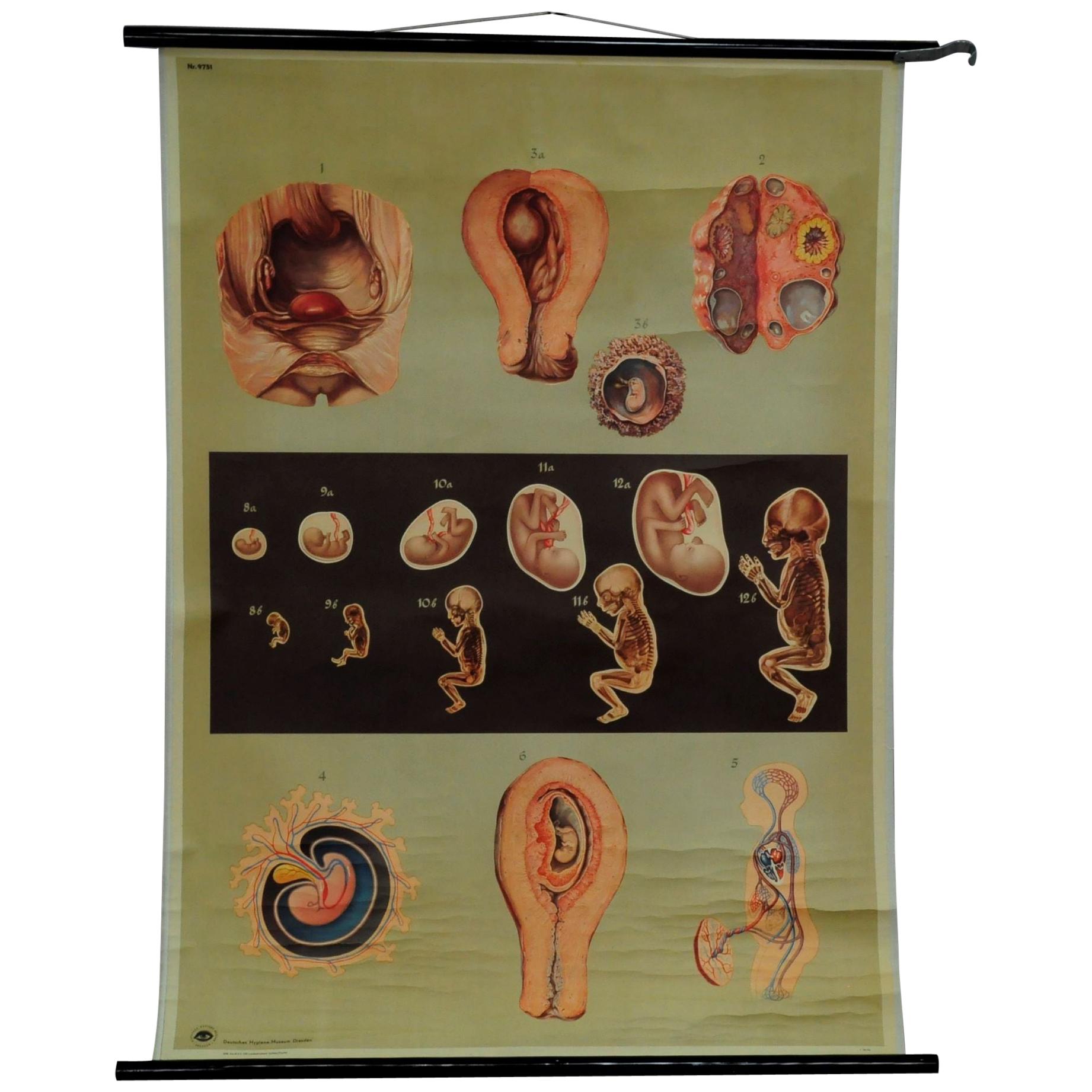 Wall Chart, Human Body, Deutsches Hygiene Institute, 1954 For Sale at ...