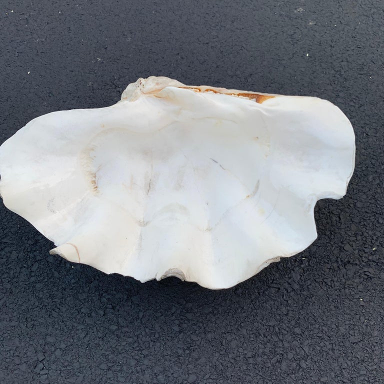 Medium Size Giant South Pacific Tridacna Gigas Clam Shell at 1stDibs