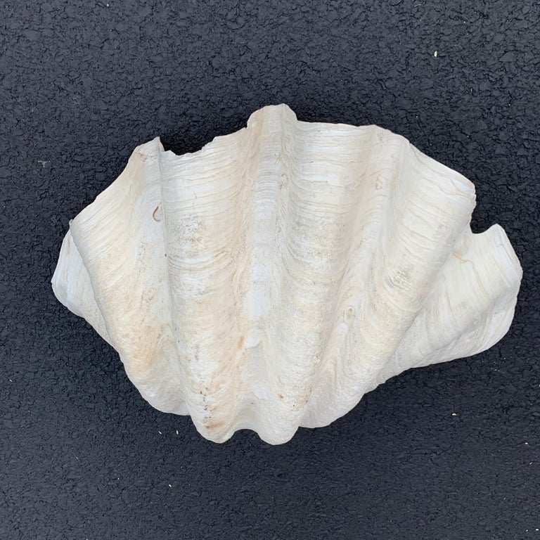 Medium Size Giant South Pacific Tridacna Gigas Clam Shell at 1stDibs