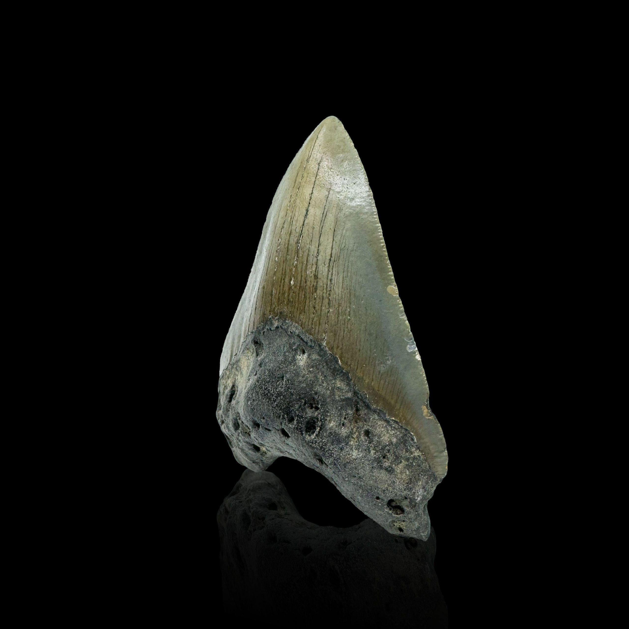 Megalodon Tooth //3.9" High For Sale at 1stDibs