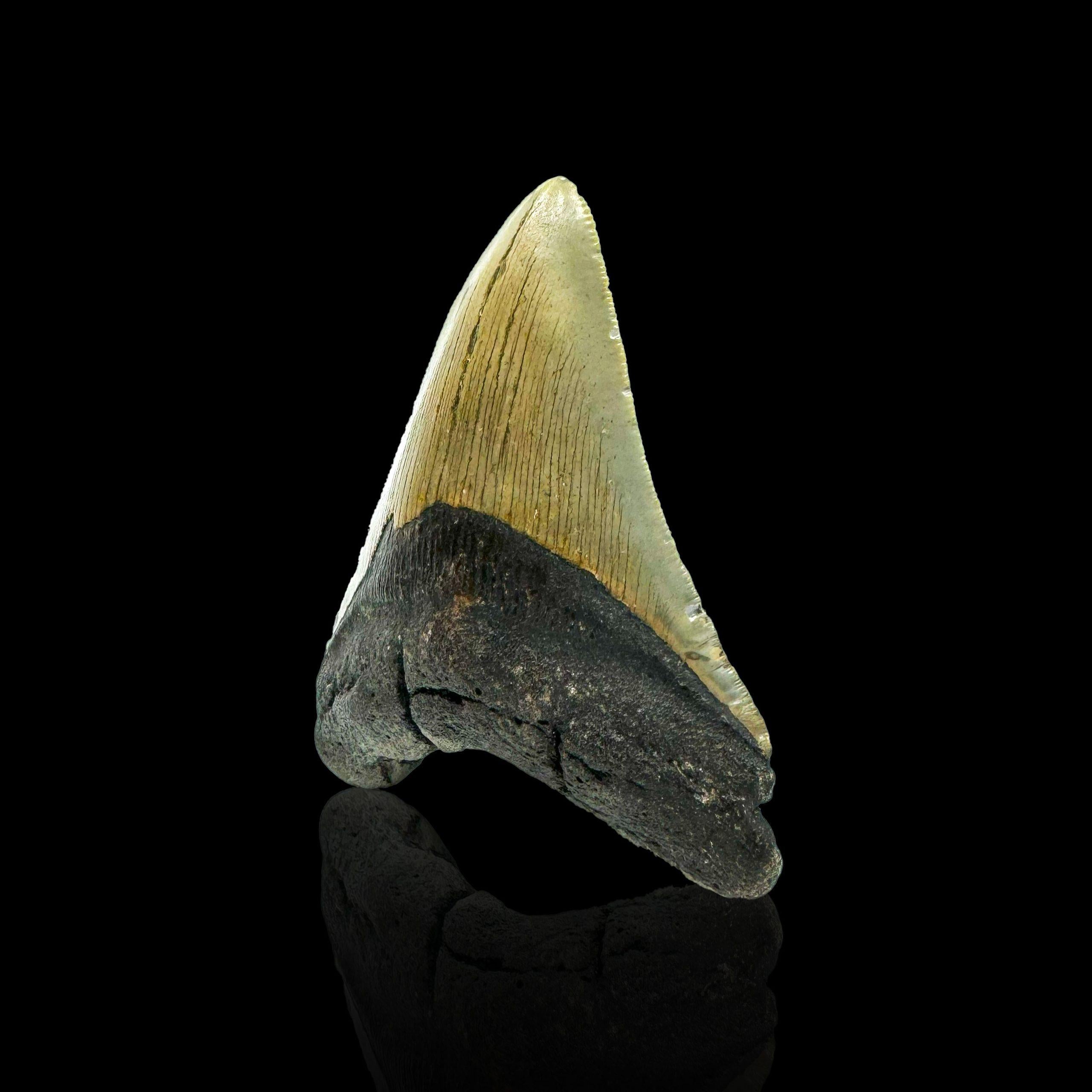 Megalodon Tooth // 4.2" High For Sale at 1stDibs