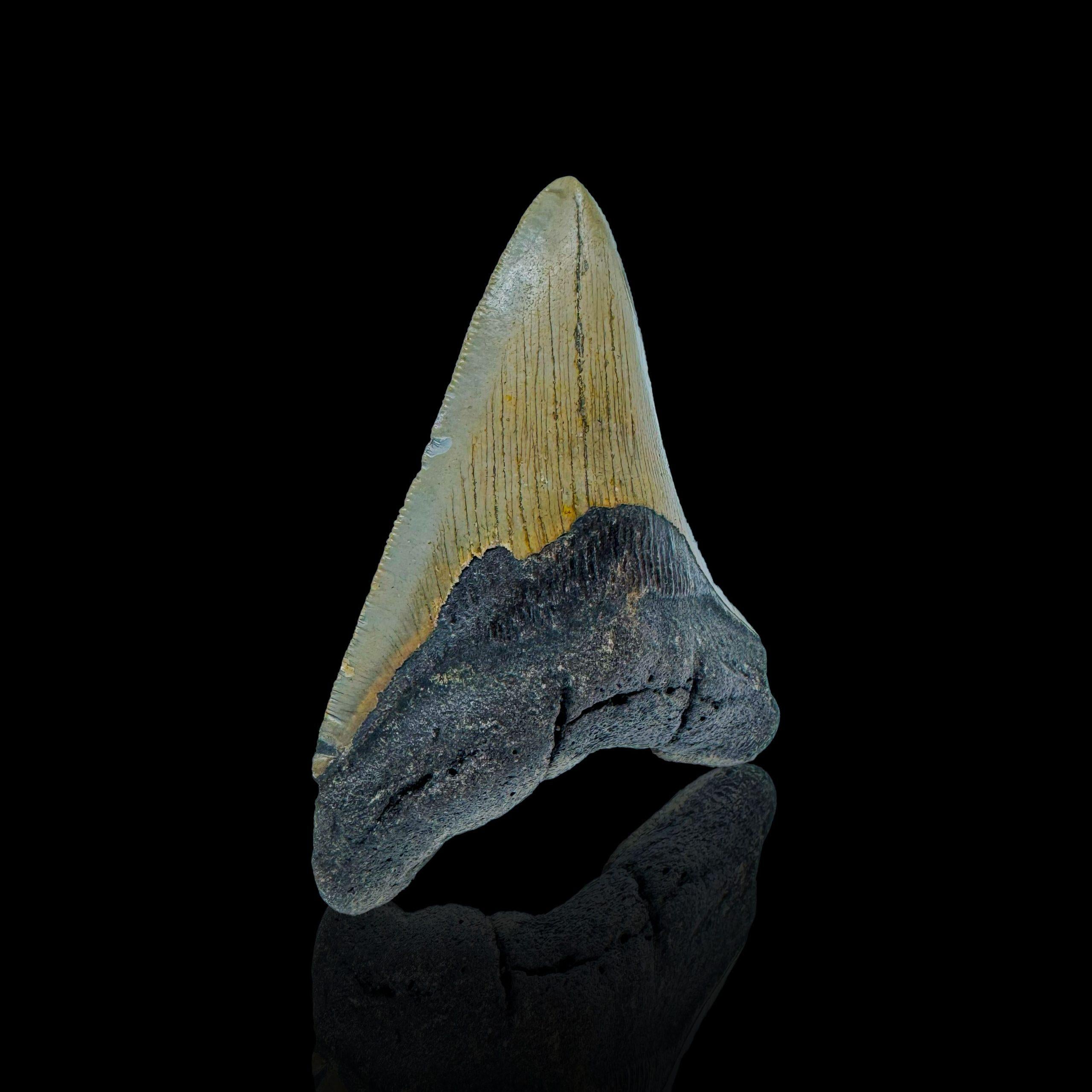 Megalodon Tooth // 4.2" High For Sale at 1stDibs
