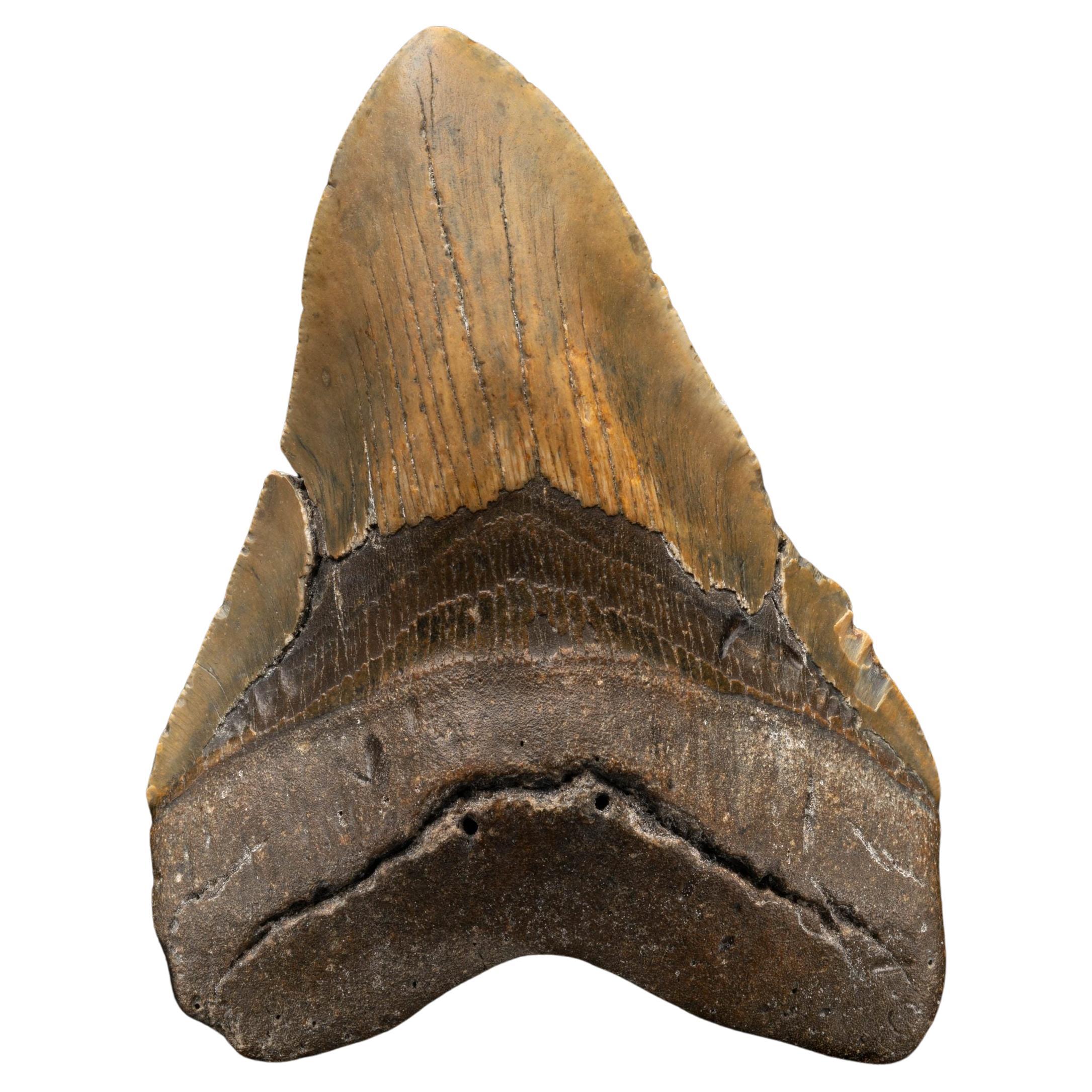 Megalodon Tooth From South Carolina, USA // 5" High // Ver. 2 For Sale ...