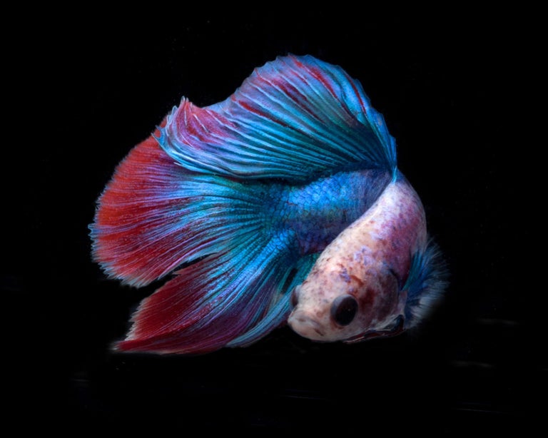 Michael Filonow - Betta 100, Photograph, Archival Ink Jet For Sale at 1stDibs