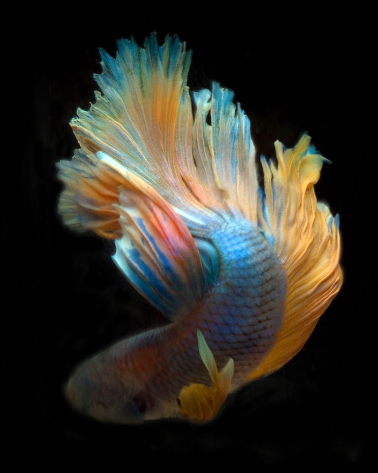 Michael Filonow - Betta 43, Photograph, Archival Ink Jet For Sale at 1stDibs