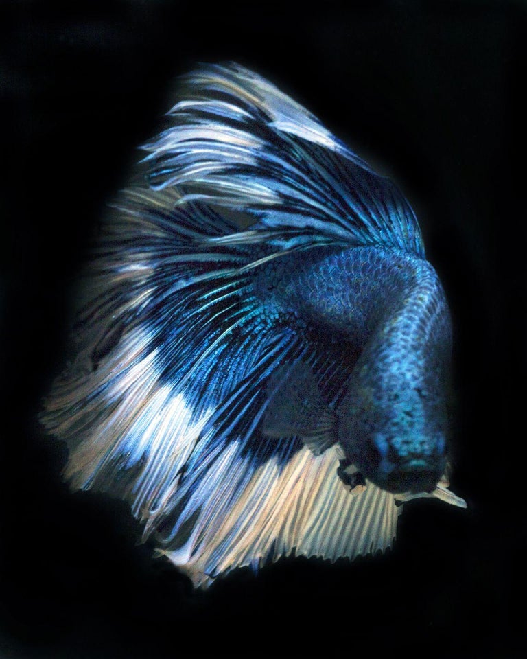 Michael Filonow - Betta 70, Photograph, Archival Ink Jet For Sale at 1stDibs