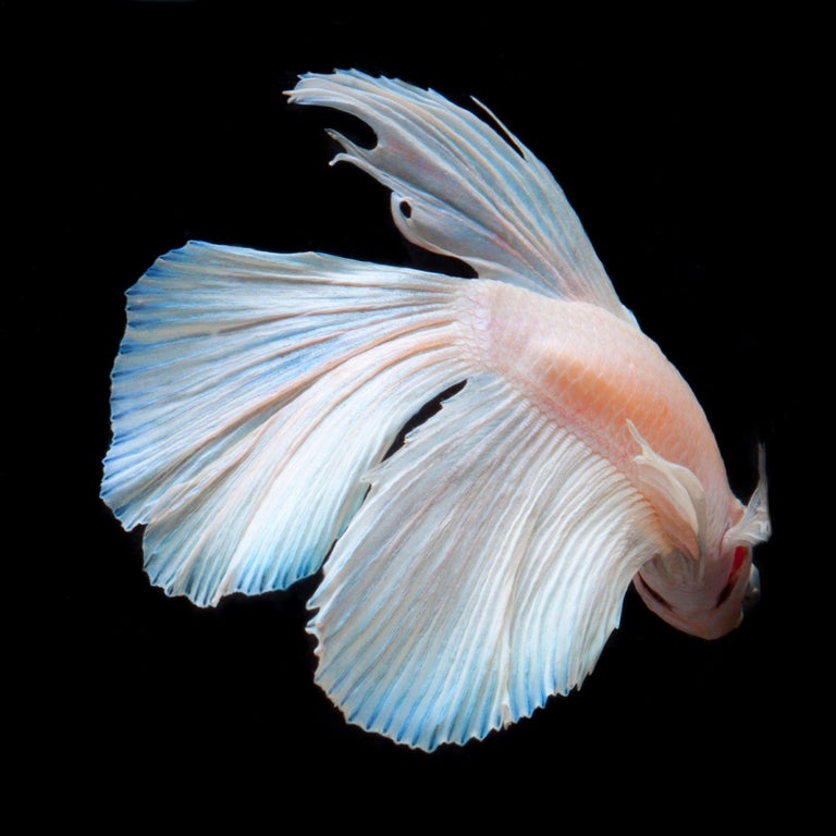 Michael Filonow - Betta 74, Photograph, Archival Ink Jet For Sale at 1stDibs