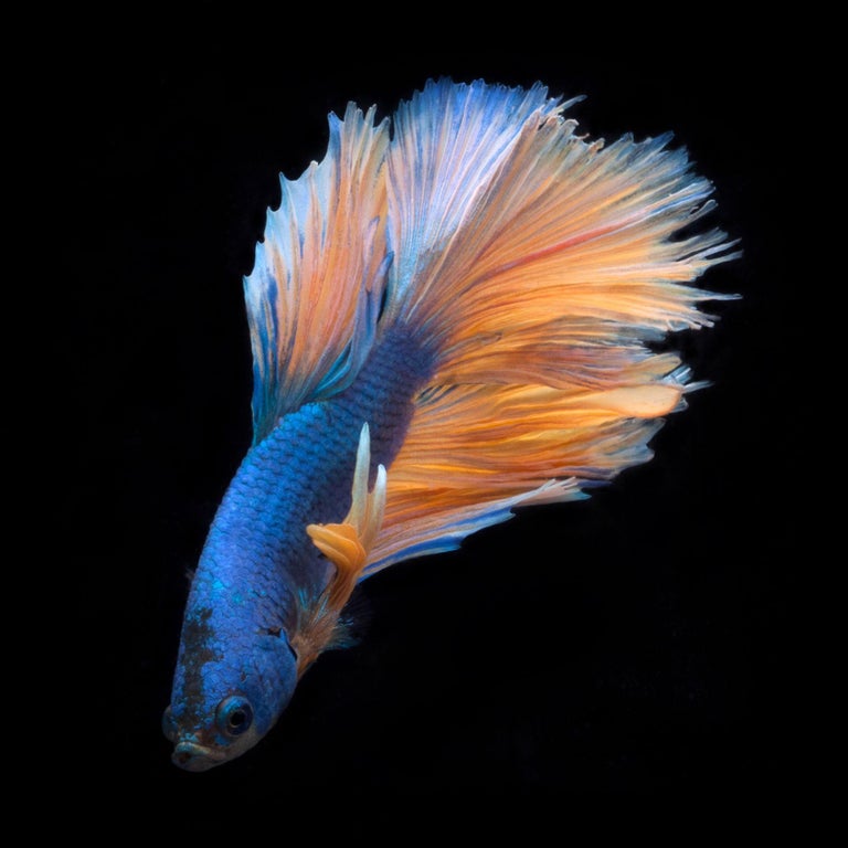 Michael Filonow - Betta 75, Photograph, Archival Ink Jet For Sale at 1stDibs
