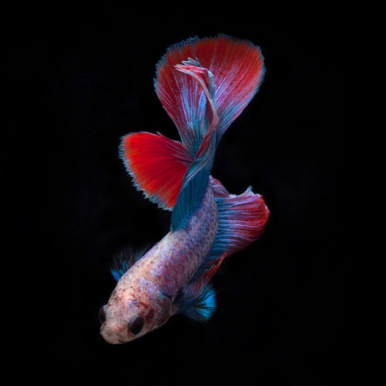Michael Filonow - Betta 99, Photograph, Archival Ink Jet For Sale at 1stDibs