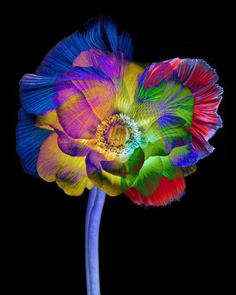 Michael Filonow - Kaleidoscope 4, Photograph, Archival Ink Jet For Sale at 1stDibs