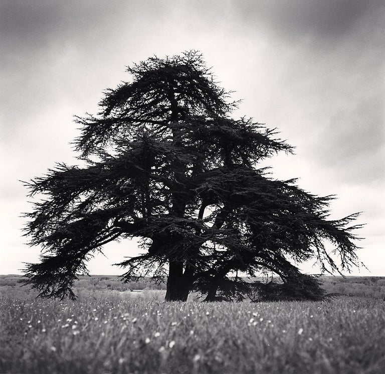 Michael Kenna - Domaine de Chaumont-sur-Loire, Study 2, France For Sale ...