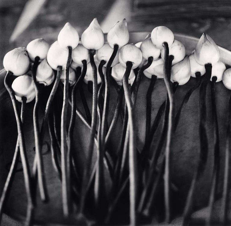 Michael Kenna - Temple Lotus Flowers, Ayutthaya, Thailand For Sale at ...