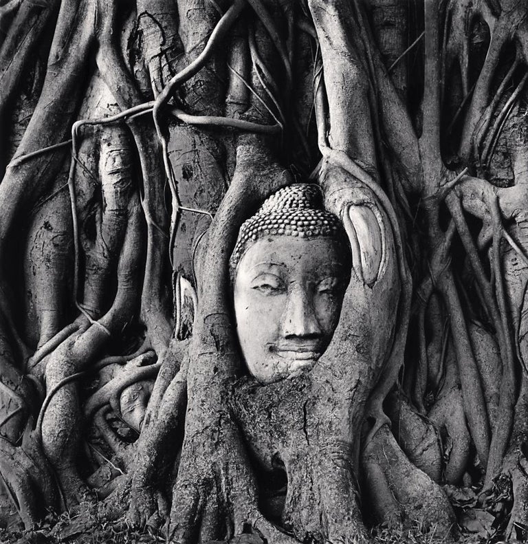 Michael Kenna - Wat Mahathat Buddha Head, Ayutthaya, Thailand For Sale ...