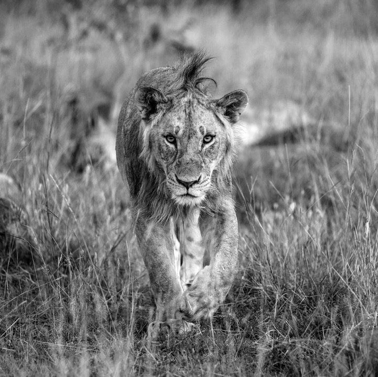 Michel Ghatan - Eye 2 Eye For Sale at 1stDibs