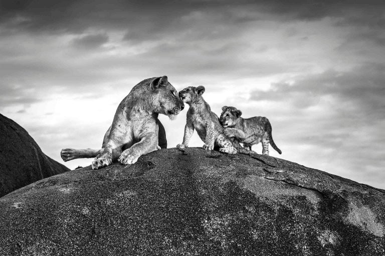 Michel Ghatan - Lioness and Cubs on Kopje For Sale at 1stDibs
