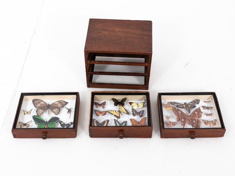 Mid-19th Century Three-Drawer Butterfly Specimen Cabinet Display at 1stDibs
