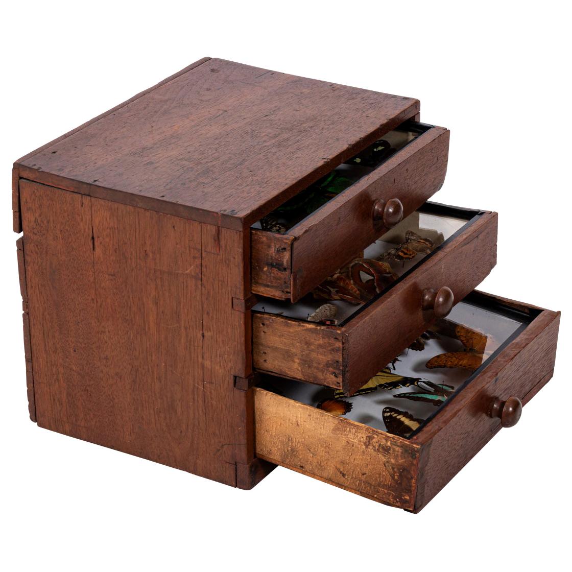 Mid-19th Century Three-Drawer Butterfly Specimen Cabinet Display at ...