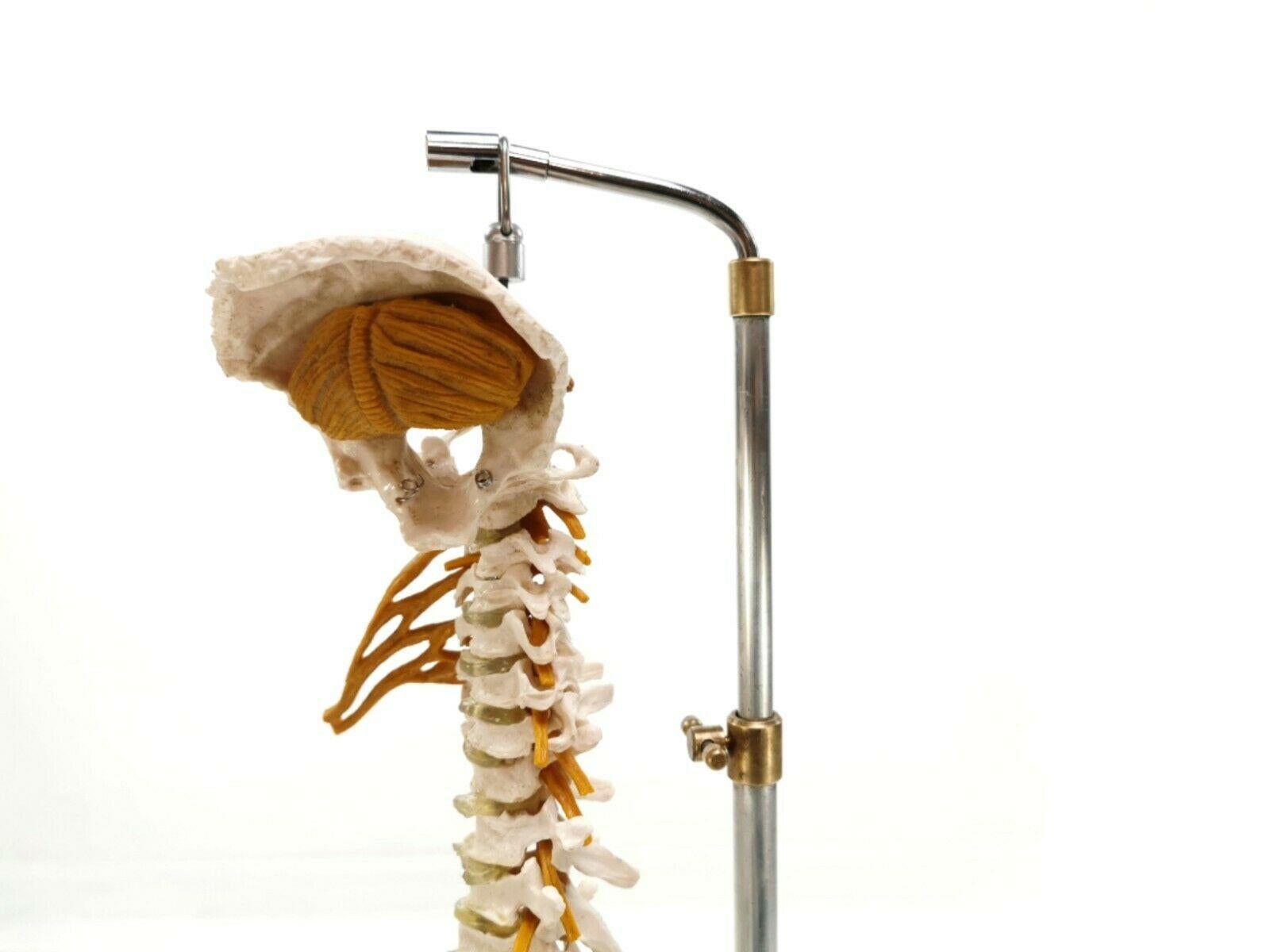 Midcentury Hospital Doctor's Teaching Aid Human Skeleton Spine Medical ...