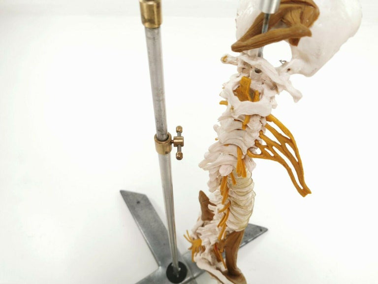 Midcentury Hospital Doctor's Teaching Aid Human Skeleton Spine Medical ...