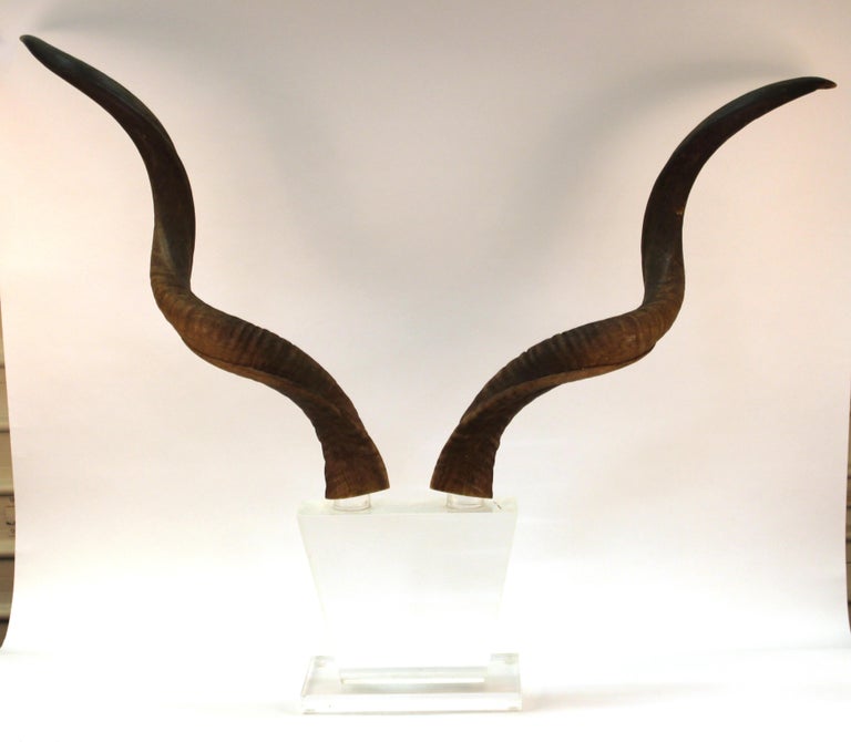 Mid-Century Modern Antelope Antlers on Lucite Stand For Sale at 1stDibs