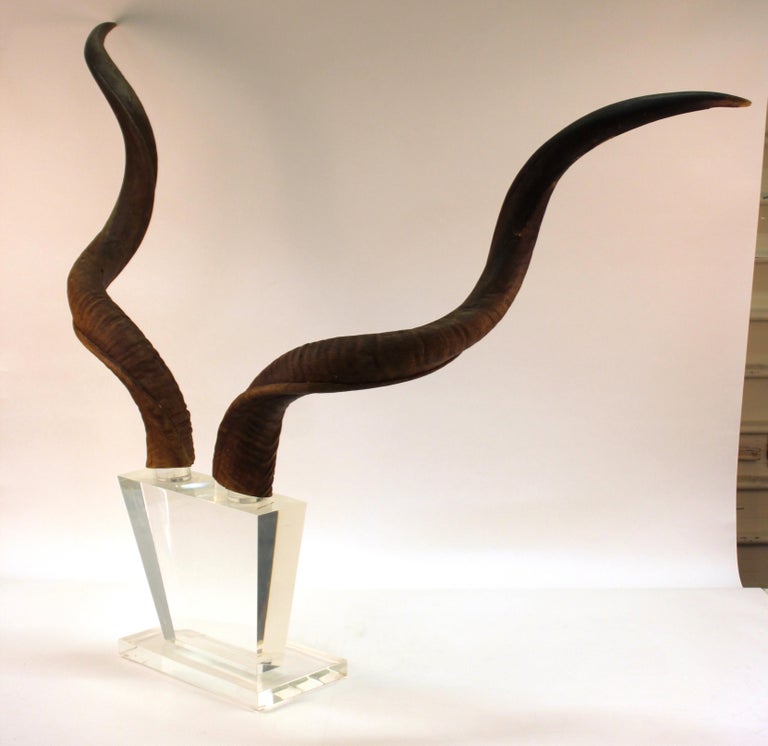 Mid-Century Modern Antelope Antlers on Lucite Stand For Sale at 1stDibs