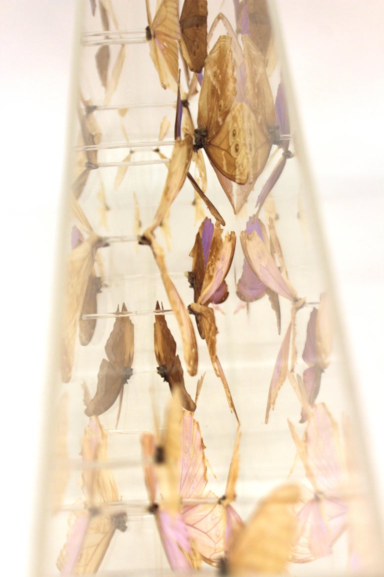 Mid-Century Modern Butterflies Mounted in Lucite Case at 1stDibs