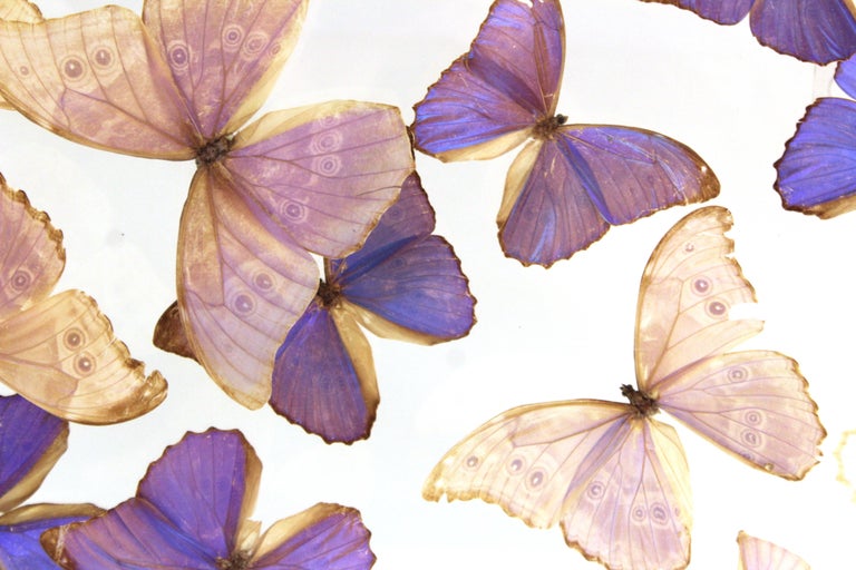Mid-Century Modern Butterflies Mounted in Lucite Case at 1stDibs