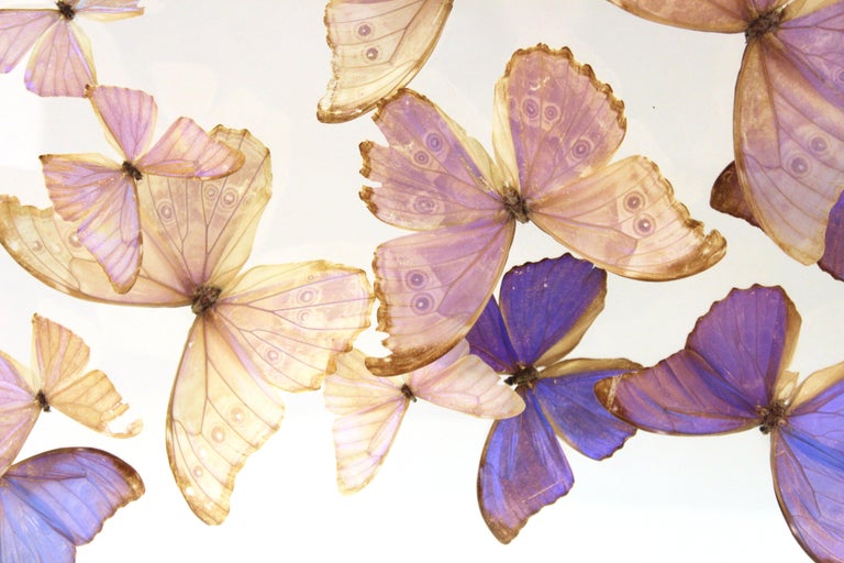 Mid-Century Modern Butterflies Mounted in Lucite Case at 1stDibs