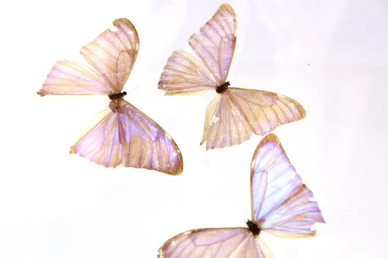 Mid-Century Modern Butterflies Mounted in Lucite Case at 1stDibs