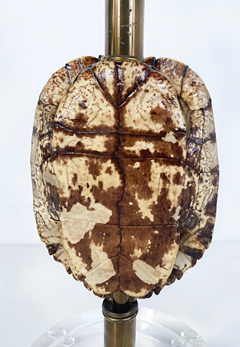 Mid-Century Modern Turtle Shell Table Lamp with Lucite Base and Custom ...