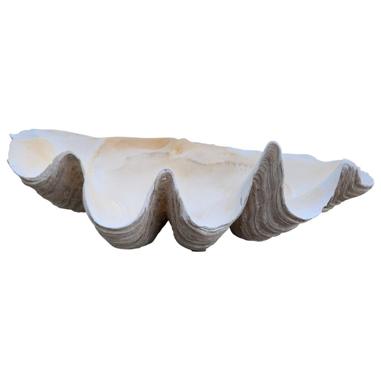 Mid Size South Pacific Tridacna Gigas Clam Shell with High Elbows at ...