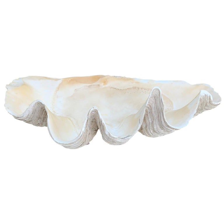 Mid Size South Pacific Tridacna Gigas Clam Shell with High Elbows at ...